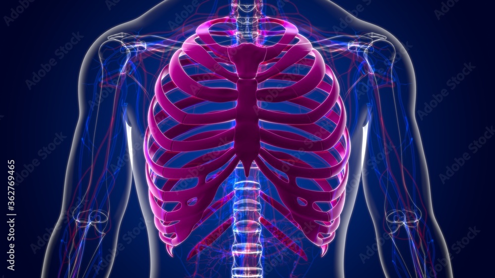 Human skeleton anatomy Rib Cage 3D Rendering Stock Illustration | Adobe ...