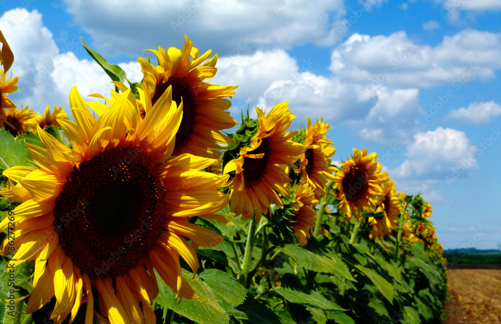 beautiful sunflower heads with light blue background in bright summer ...