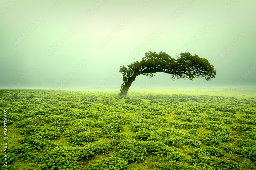 Beautiful view of green Kaas Plateau, satara, maharashtra, india. Stock ...