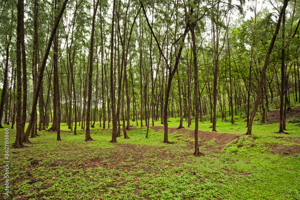 Green tree plantation near Kashid Beach, Konkan, Maharashtra, India ...