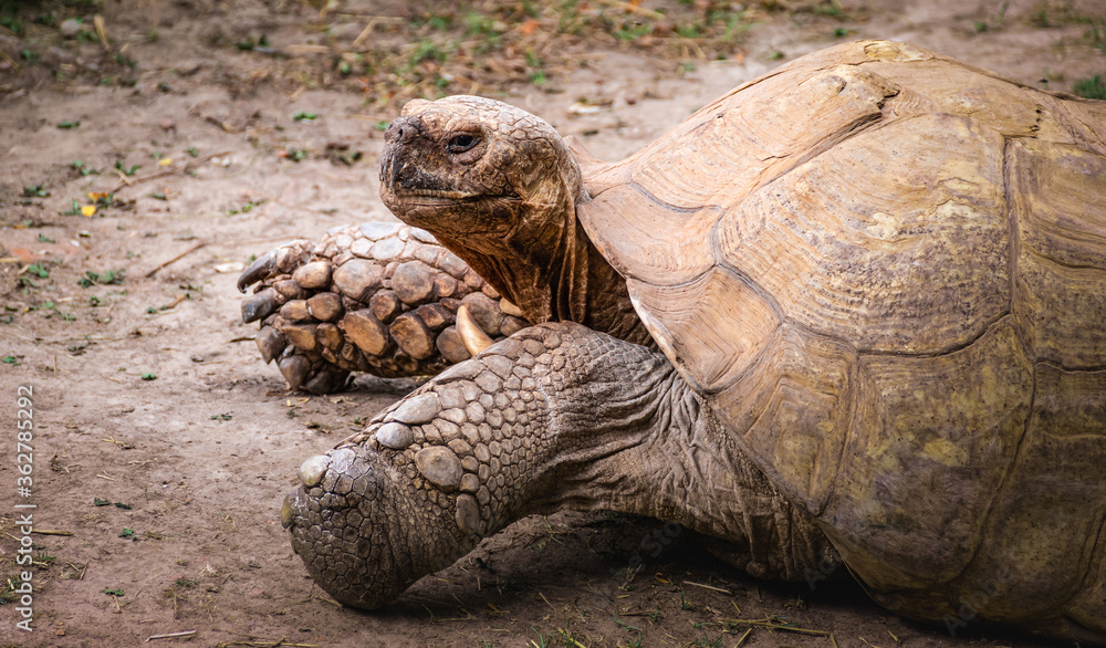Giant Tortoise (Aldabrachelys Gigantea), side view of old endangered ...