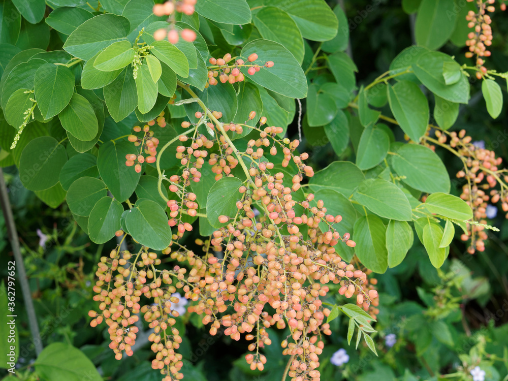 Berchemia racemosa ou berchemie japonaise aux longues grappes de fruits ...