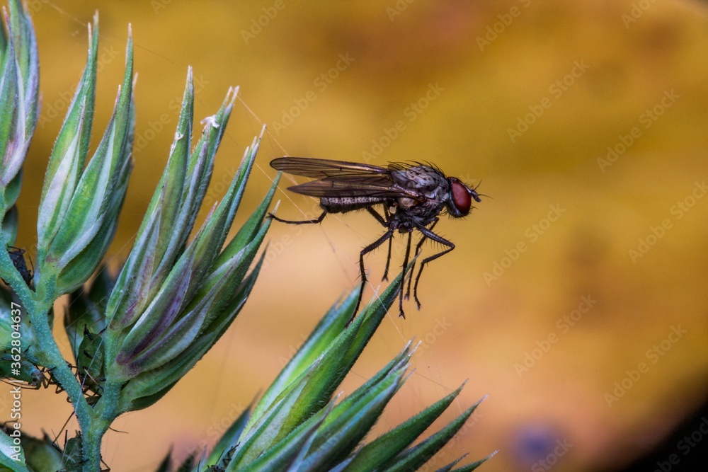 Piccola Mosca Nel Covo Degli Afidi. Little Fly In The Afidi's Den ...