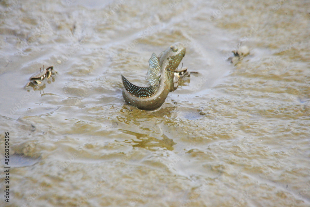 Mudskipper is jumping for display. Stock Photo | Adobe Stock