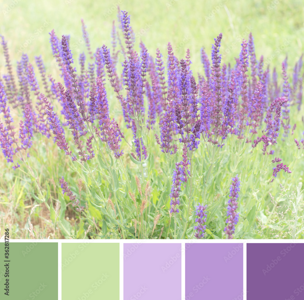 Beautiful violet blossom of Salvia flowering herb plant (Lamiaceae ...