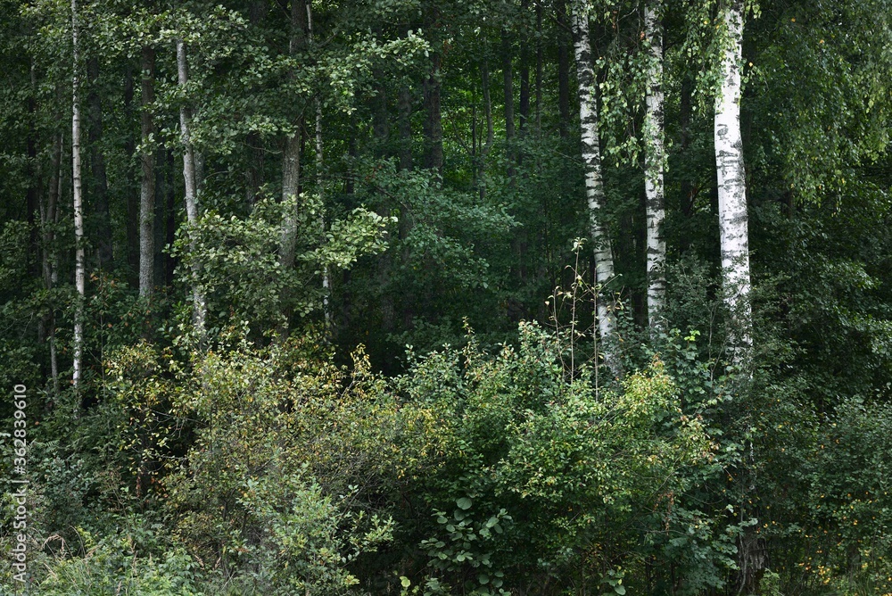 Deciduous Forest Trees Close Up
