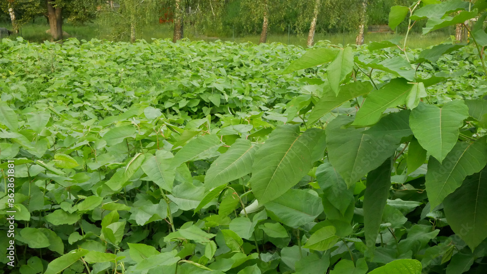 Knotweed Japanese, invasive expansive species of dangerous plants leaf ...
