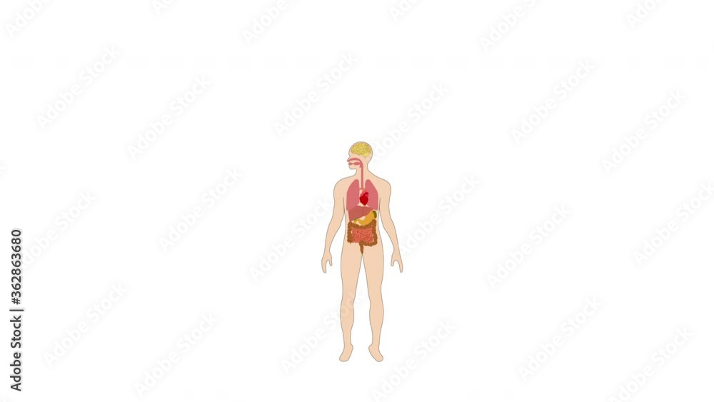 Animation of human organs internal diagram, Body of human internal ...