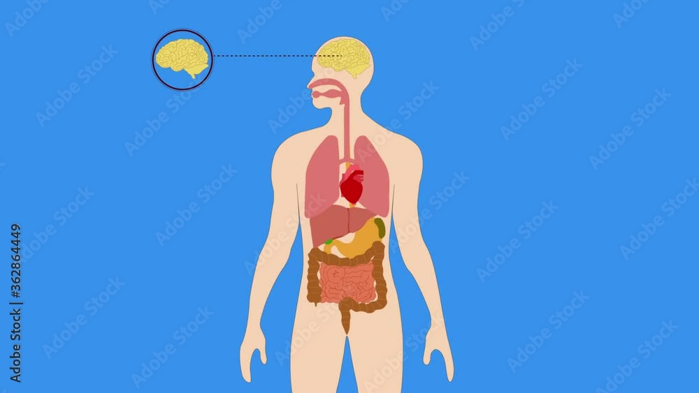 Animation of human organs internal diagram, Body of human internal ...