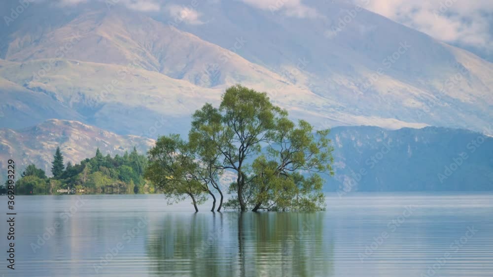 Vidéo Stock Famous solitary willow tree in Lake Wanaka (That Wanaka ...