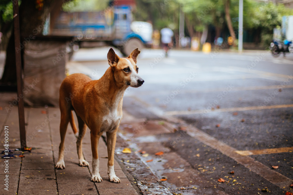 Stray Dog in Mumbai India Stock Photo | Adobe Stock