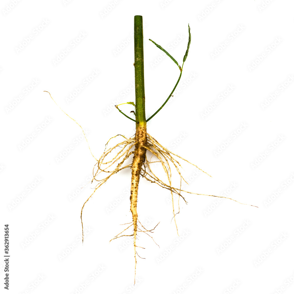 Root of weed, unwanted flora,Root of broadleaf weeds Isolated from a ...