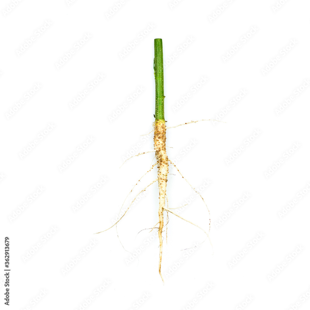 Root of weed, unwanted flora,Root of broadleaf weeds Isolated from a ...
