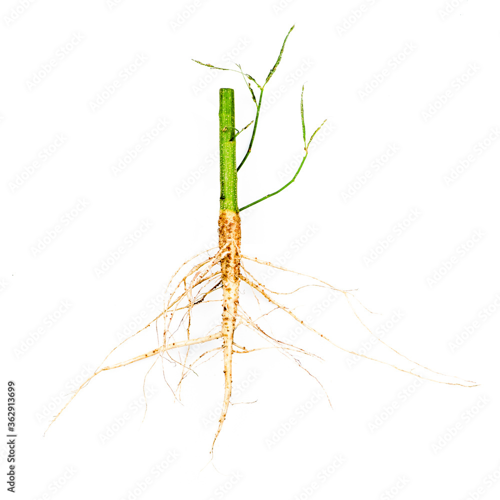 Root of weed, unwanted flora,Root of broadleaf weeds Isolated from a ...