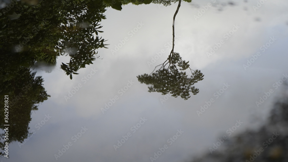 Foto de árbol, cielo, bosque, naturaleza, árbol, azul, nube, paisaje ...