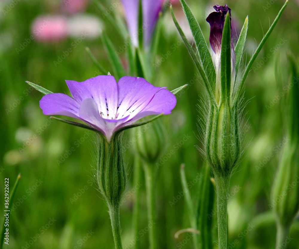 roslina zielna kwitnaca kakol polny rosnaca na skwerze w miescie ...