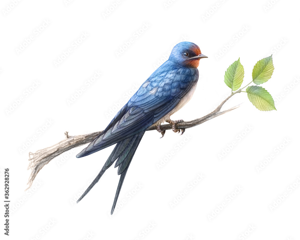 Hand drawn barn swallow perching on an elm branch pencil illustration ...