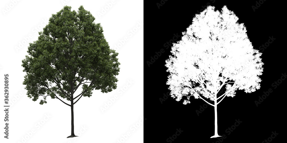 Left view of tree (Generic) png with alpha channel to cutout 3D ...