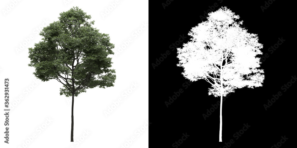 Left view of tree (Generic) png with alpha channel to cutout 3D ...
