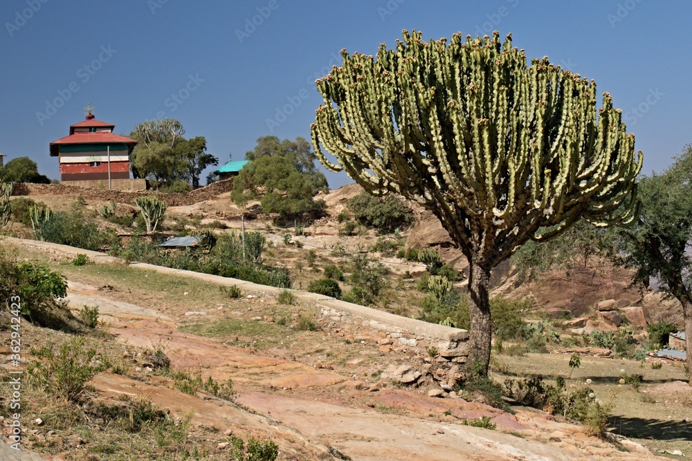 Foto de Euphorbia candelabrum is a succulent species of plant in the ...