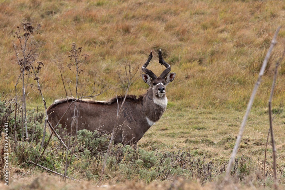 Mountain Nyala / Tragelaphus Buxtoni / .Very rare African ungulate ...