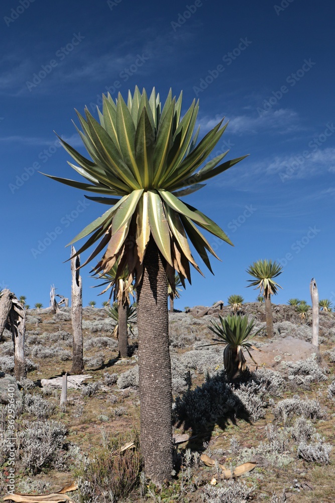 Giant Lobelia forest on 4000 m high Sanetti Plateau in Bale Mountains ...