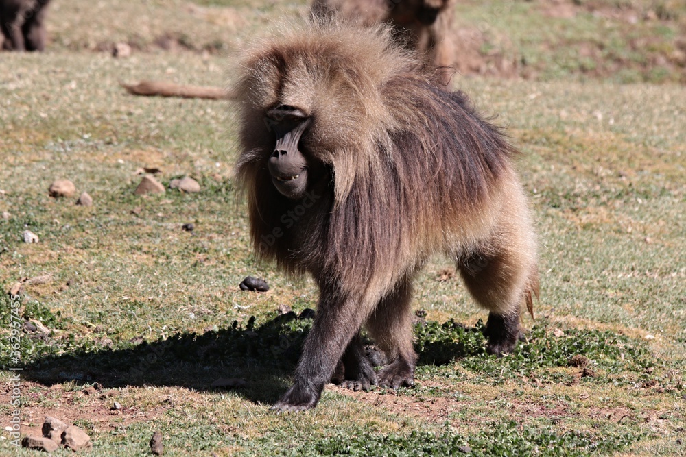 Gelada Baboon /Theropithecus Gelada/. Simien Mountains National Park ...