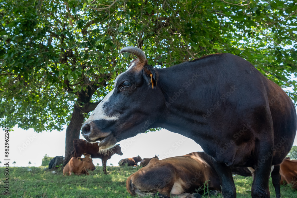 Portrait of a cow in the pasture. Animal head close up. Flies sit on ...