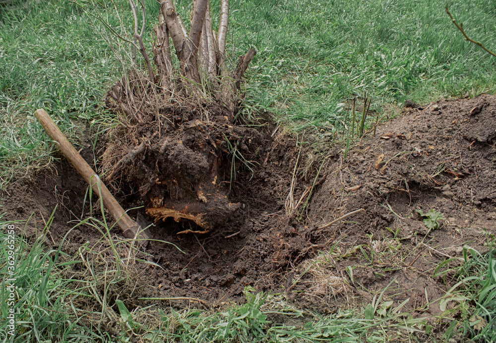 Uprooted tree. Axed tree roots in the hole. The Bush was uprooted from ...