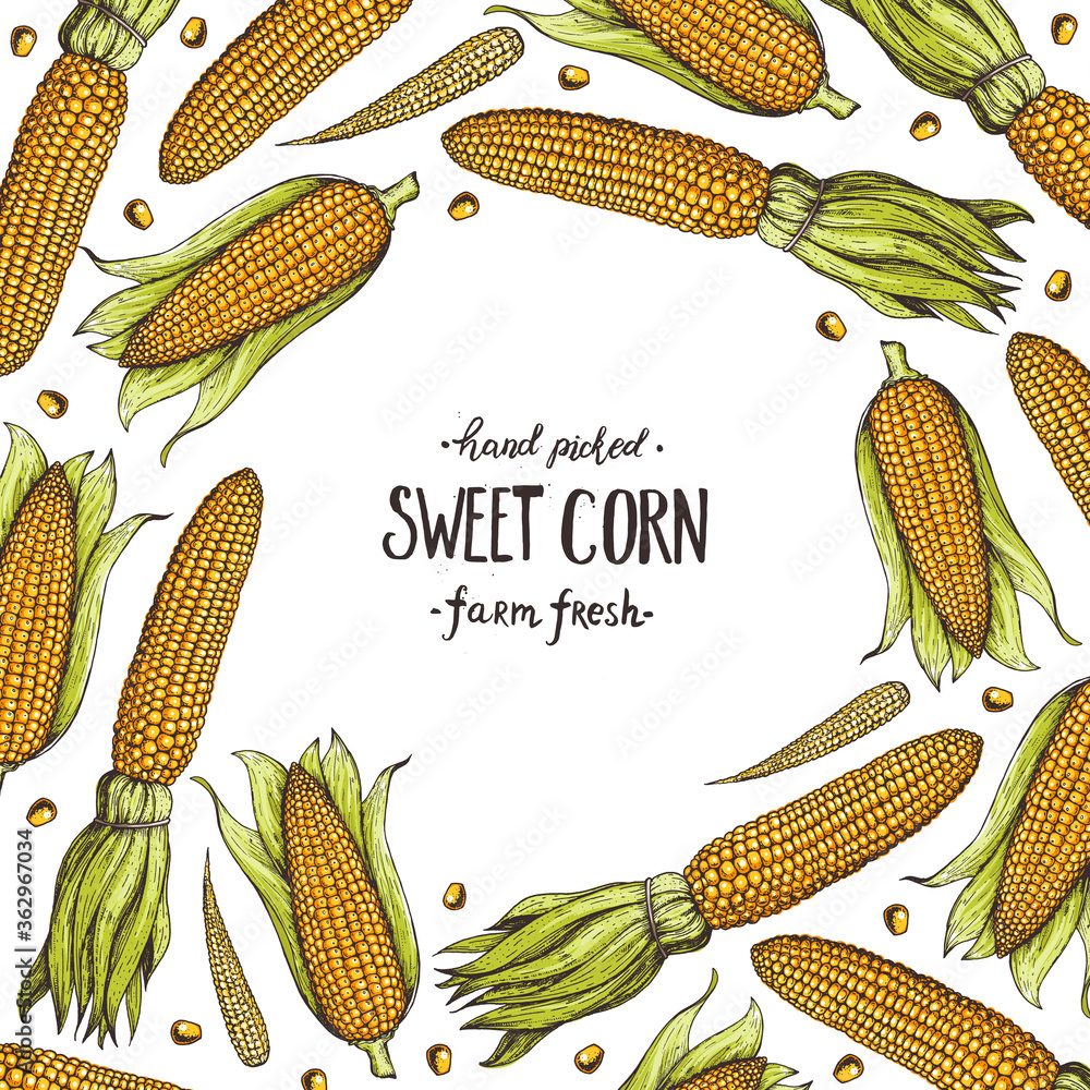 Corn, maize illustration. Hand drawn corn design. Corn background ...