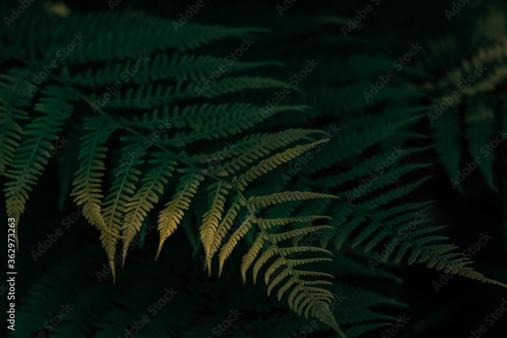 Fern green background for design, lettering, wallpaper. Forest fern ...
