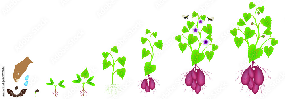 Cycle of growth of sweet potato plant on a white background. เวกเตอร์ ...