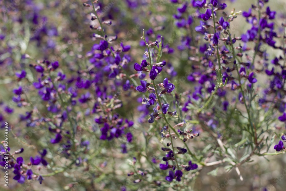 Purple Raceme bloom on California Indigo Bush, Psorothamnus Arborescens ...