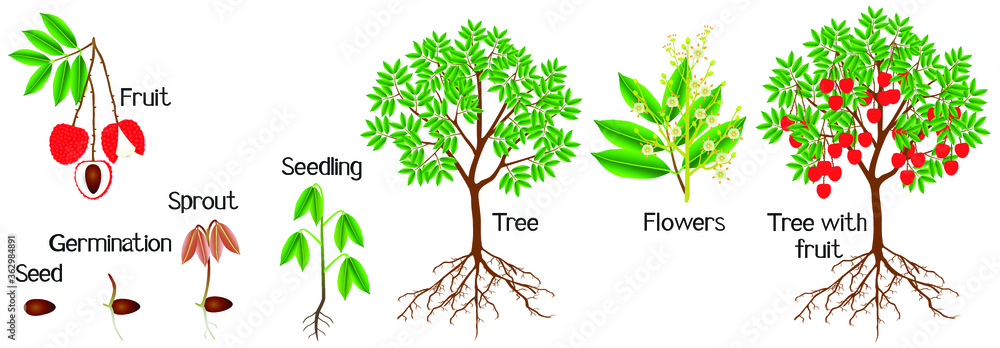 Cycle of growth of a lychee plant on a white background. Stock Vector ...