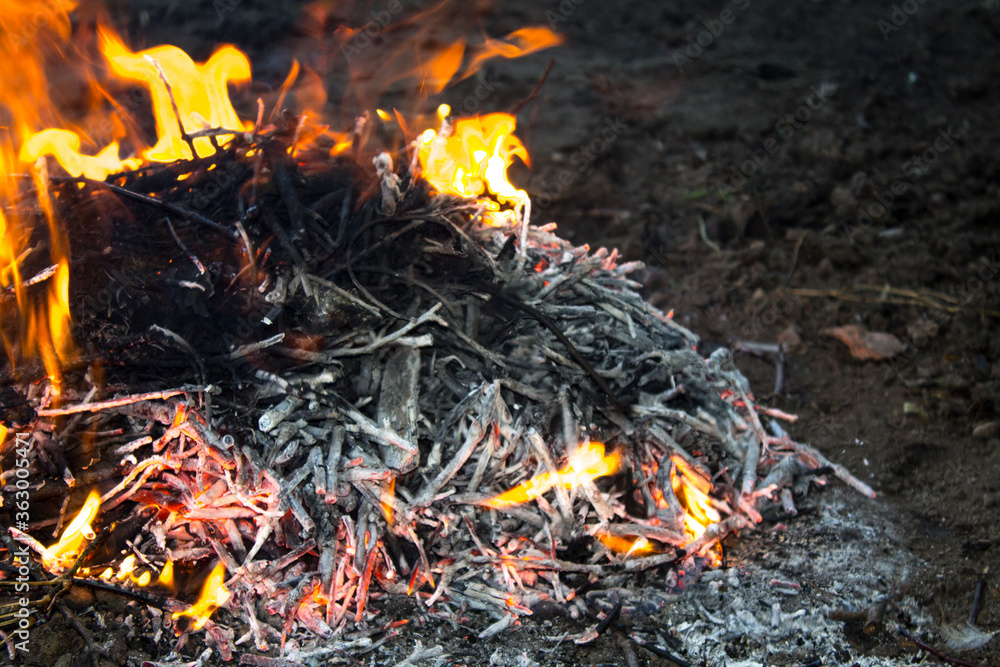Backdrop of the fire flame and ashes. Bonfire fire texture on wild ...