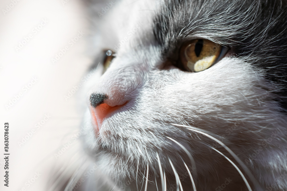 portrait of an old white cat in a bright hard light. the cat looks ...