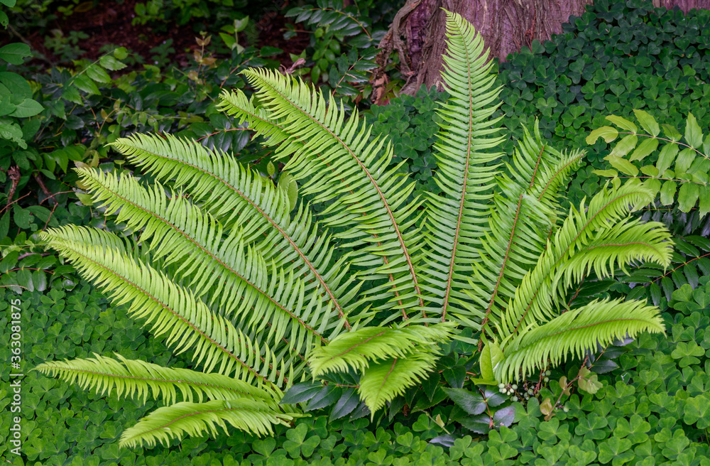 Sword fern growing in a woodland field of oxalis, as a nature ...