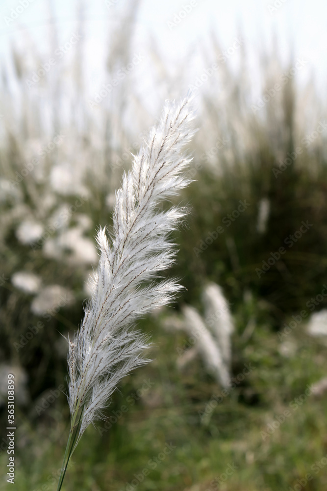 Kans grass in English is a grass native to Indian subcontinent Stock ...