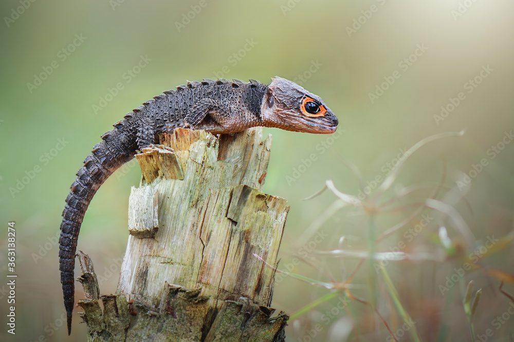 Crocodile Skink, Red Eye crocodile skink, Lizard , Tribolonotus ...