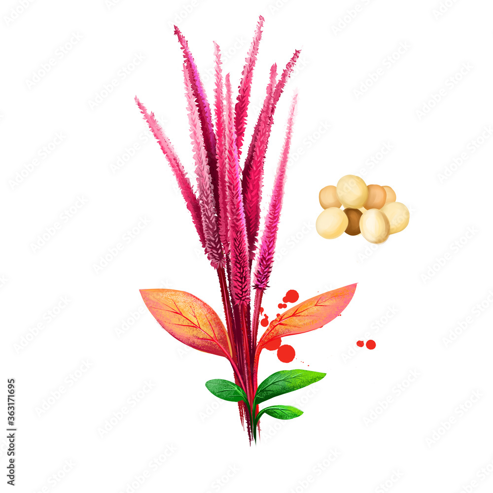 Amaranth vegetable isolated on white. Hand drawn illustration of ...