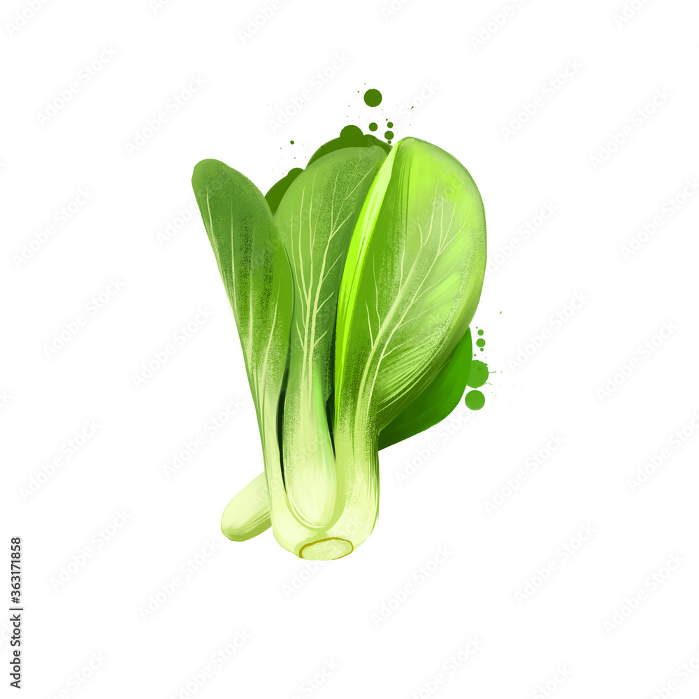 Bok choy vegetable isolated on white. Hand drawn illustration of pak ...