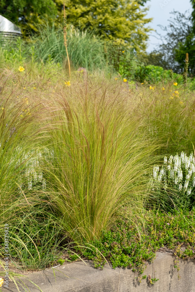 Nasella tenuissima Zartes Federgras Stock Photo | Adobe Stock