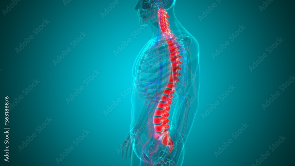 Human Skeleton Vertebral Column Vertebrae Anatomy Stock Illustration ...