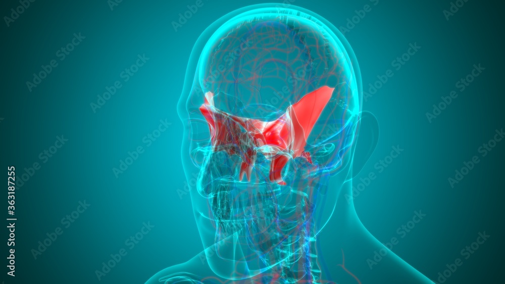 Human Skeleton Skull Sphenoid Bone Anatomy For Medical Concept Stock ...