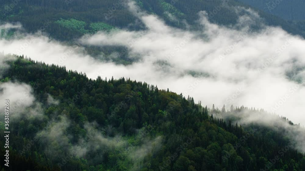 Misty forest in Mountain. Marvelous view of over Pine Forest in the ...