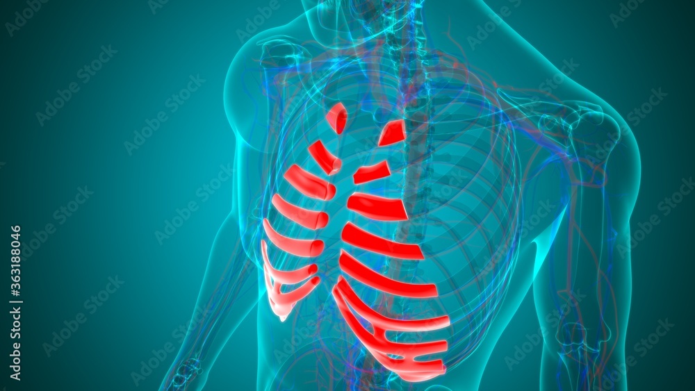 Human skeleton anatomy Costal Cartilage 3D Rendering Stock Illustration ...