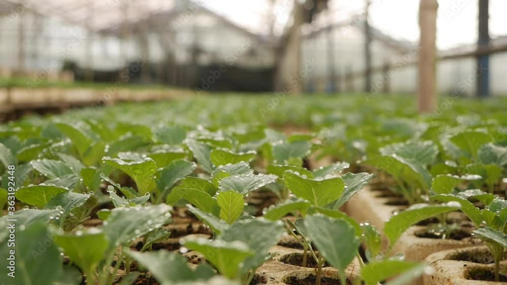 Sprouted young cabbage seedlings in a greenhouse. Farm theme. Seedlings ...