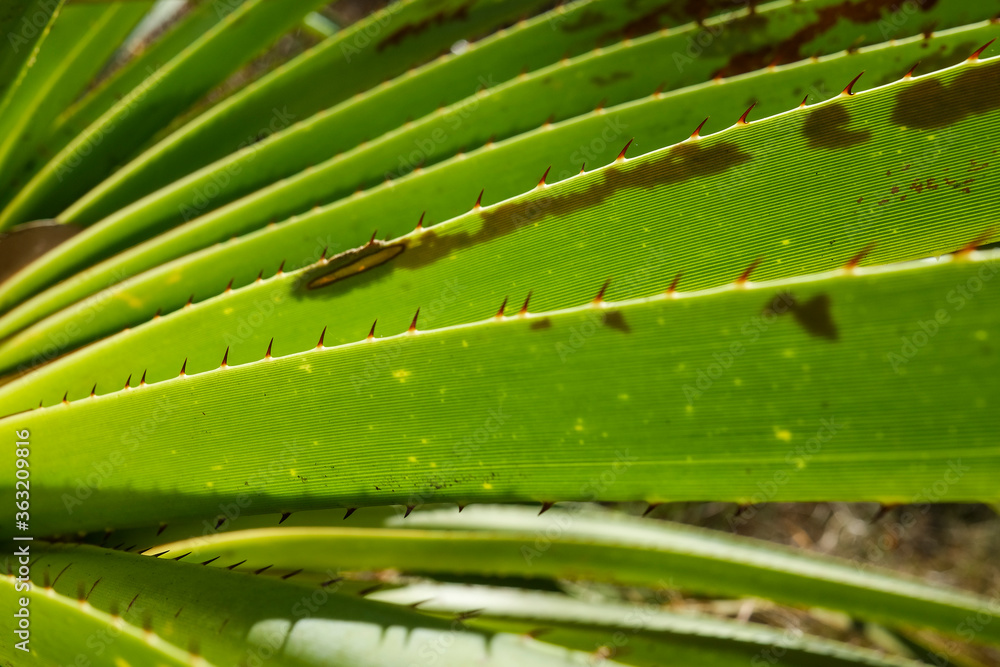 Foto de Close-up of the leaves of the Pandanus spiralis a native tree ...