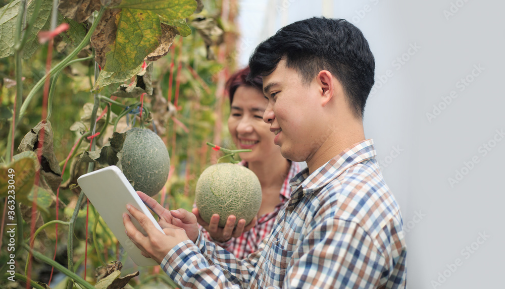Farmers using tablet computer check the damaging diseases in melons ...