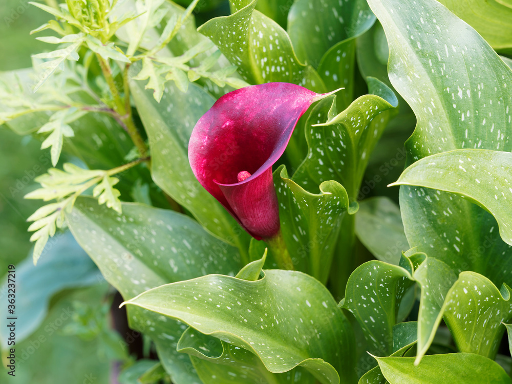 Zantedeschia | Beautiful flower (spathe) of Dark red calla lily with ...